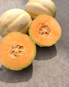 Sutured Melons | Seneca Vegetable Research, Inc