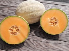 Melons | Seneca Vegetable Research, Inc