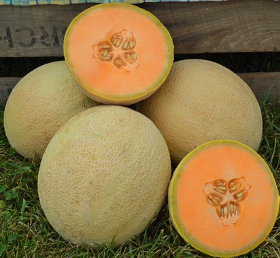 Shipping Melons | Seneca Vegetable Research, Inc