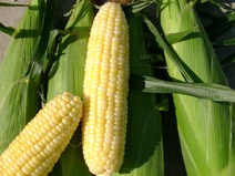 Yellow | Seneca Vegetable Research, Inc