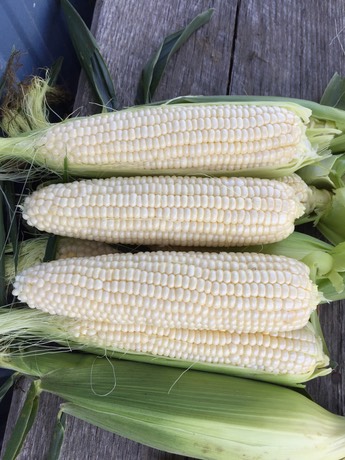 White | Seneca Vegetable Research, Inc