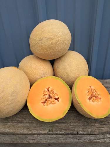 Shipping Melons | Seneca Vegetable Research, Inc