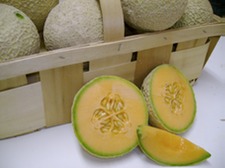 Melons | Seneca Vegetable Research, Inc