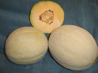 Melons | Seneca Vegetable Research, Inc